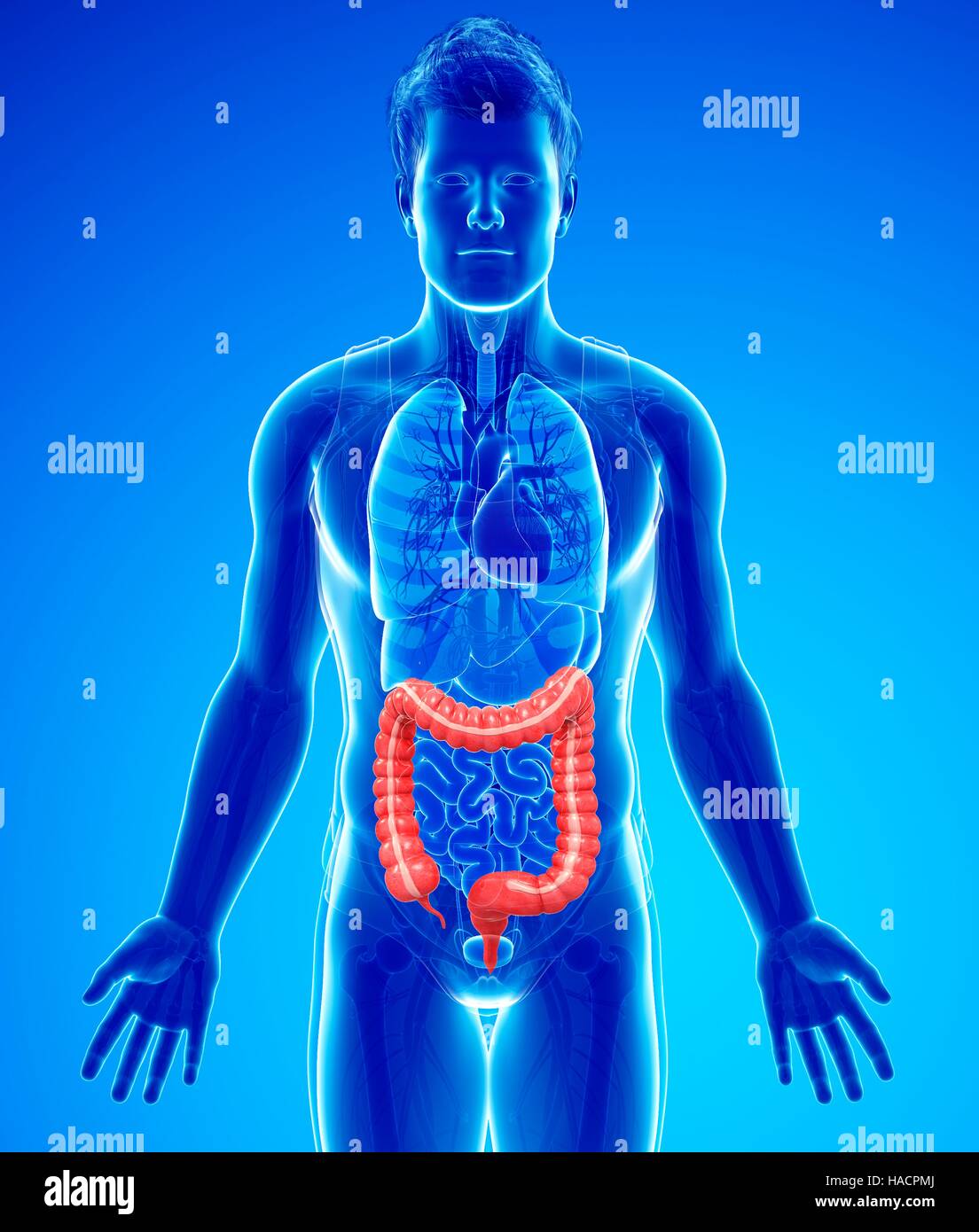 Male large intestine hi-res stock photography and images - Alamy