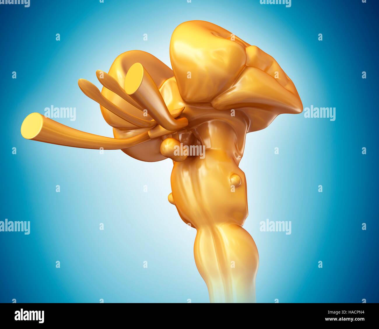 Illustration of human midbrain anatomy Stock Photo - Alamy
