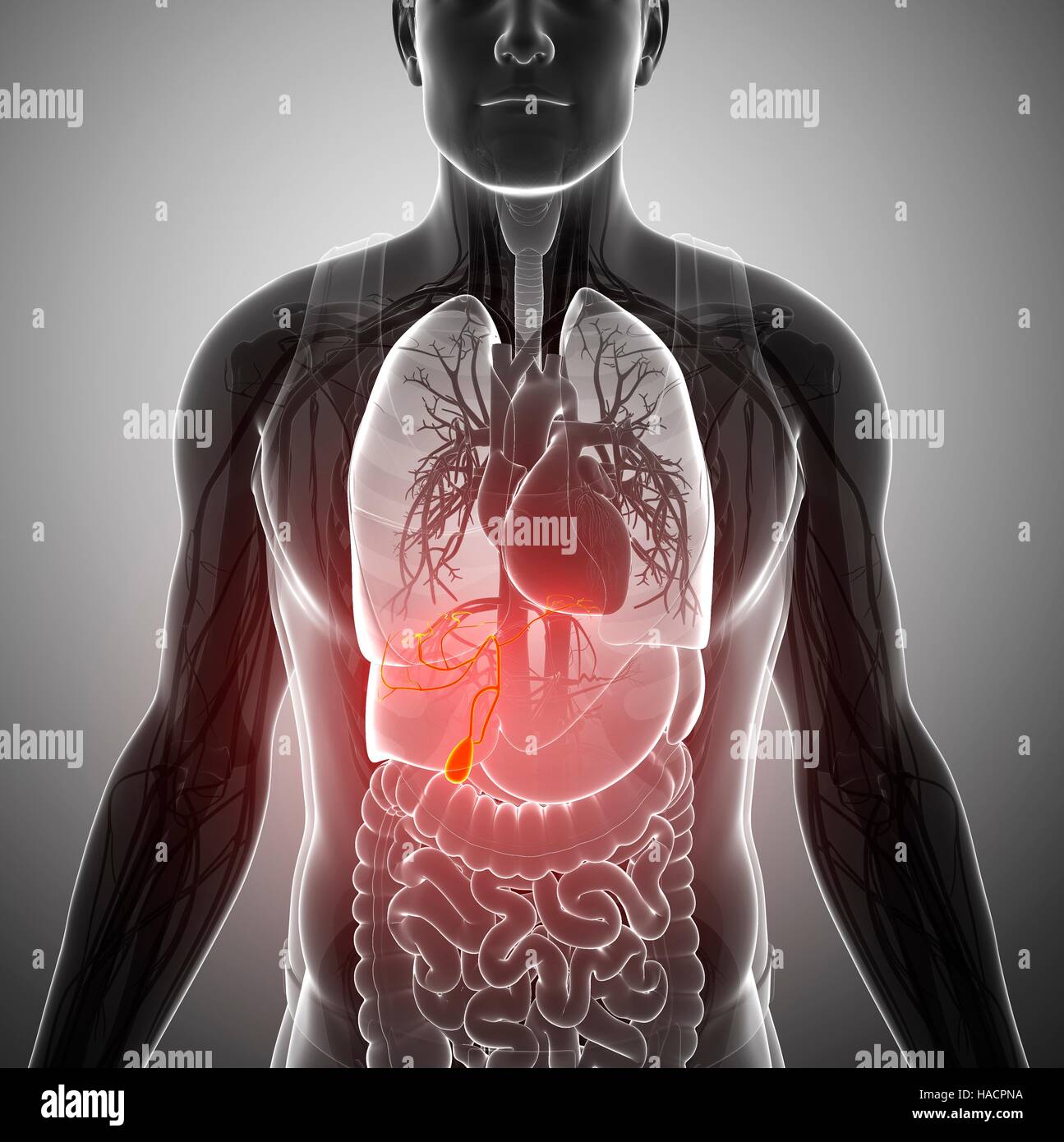 Illustration of male gallbladder Stock Photo - Alamy