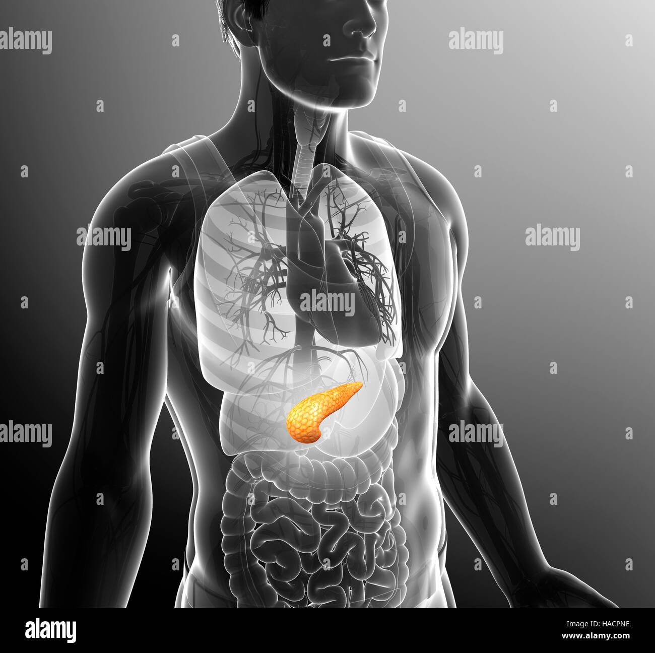 Male pancreas hi-res stock photography and images - Alamy