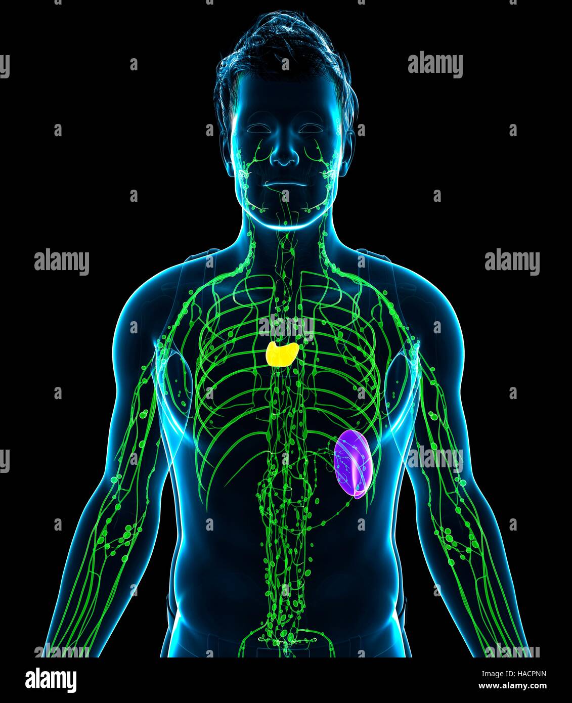 Illustration of male lymphatic system Stock Photo - Alamy