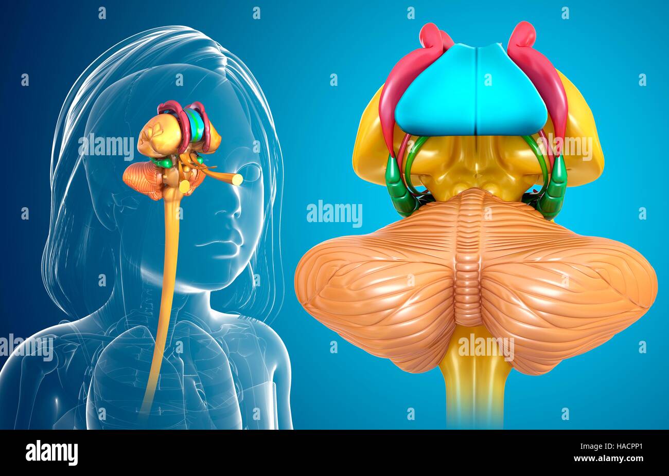 Illustration of child's brain anatomy Stock Photo - Alamy