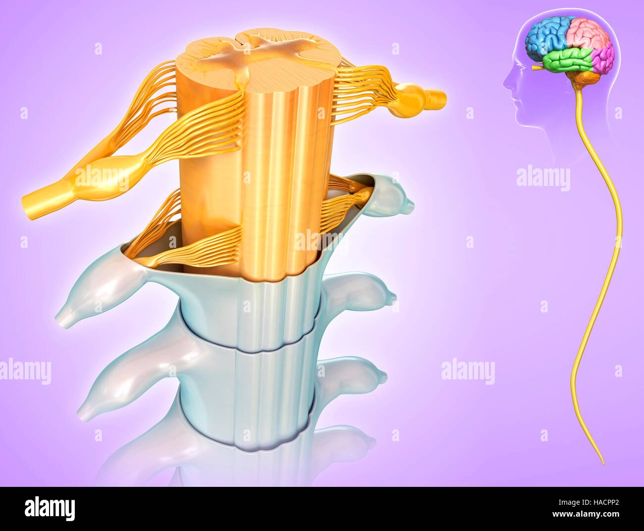 Illustration of spinal cord cross-section Stock Photo - Alamy