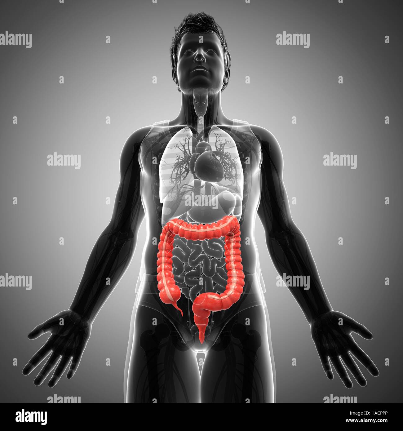 Illustration of male large intestine Stock Photo - Alamy