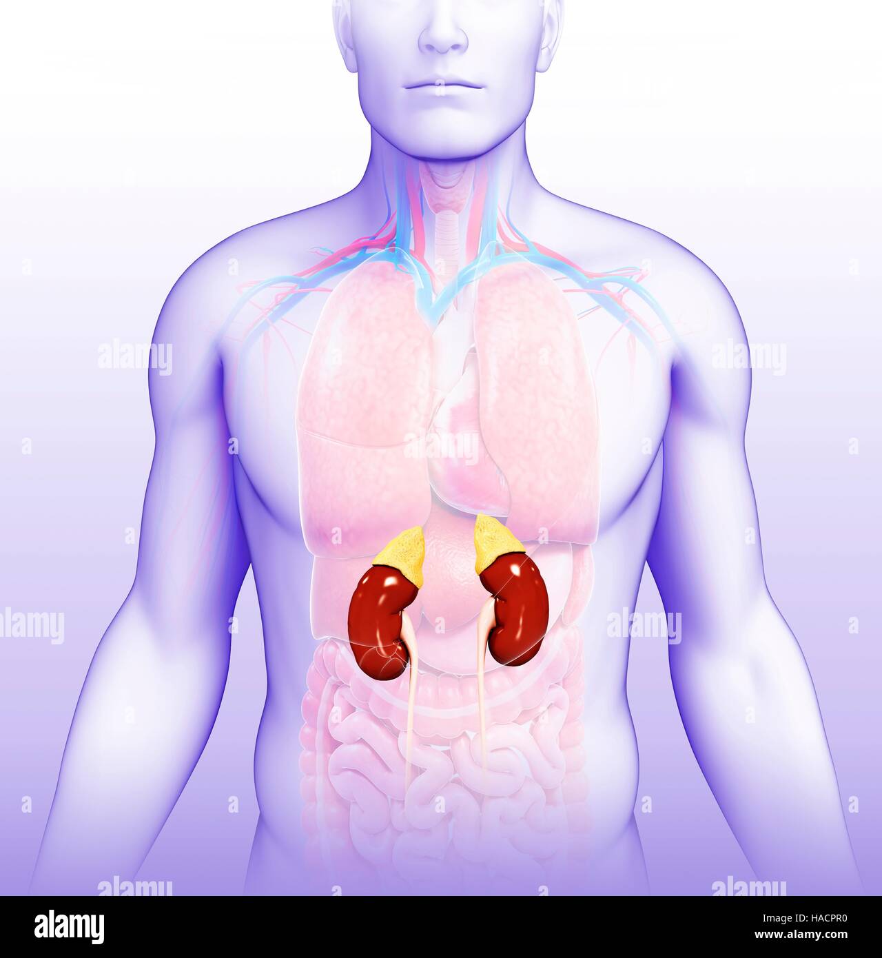 Human kidneys and adrenal glands hi-res stock photography and images ...