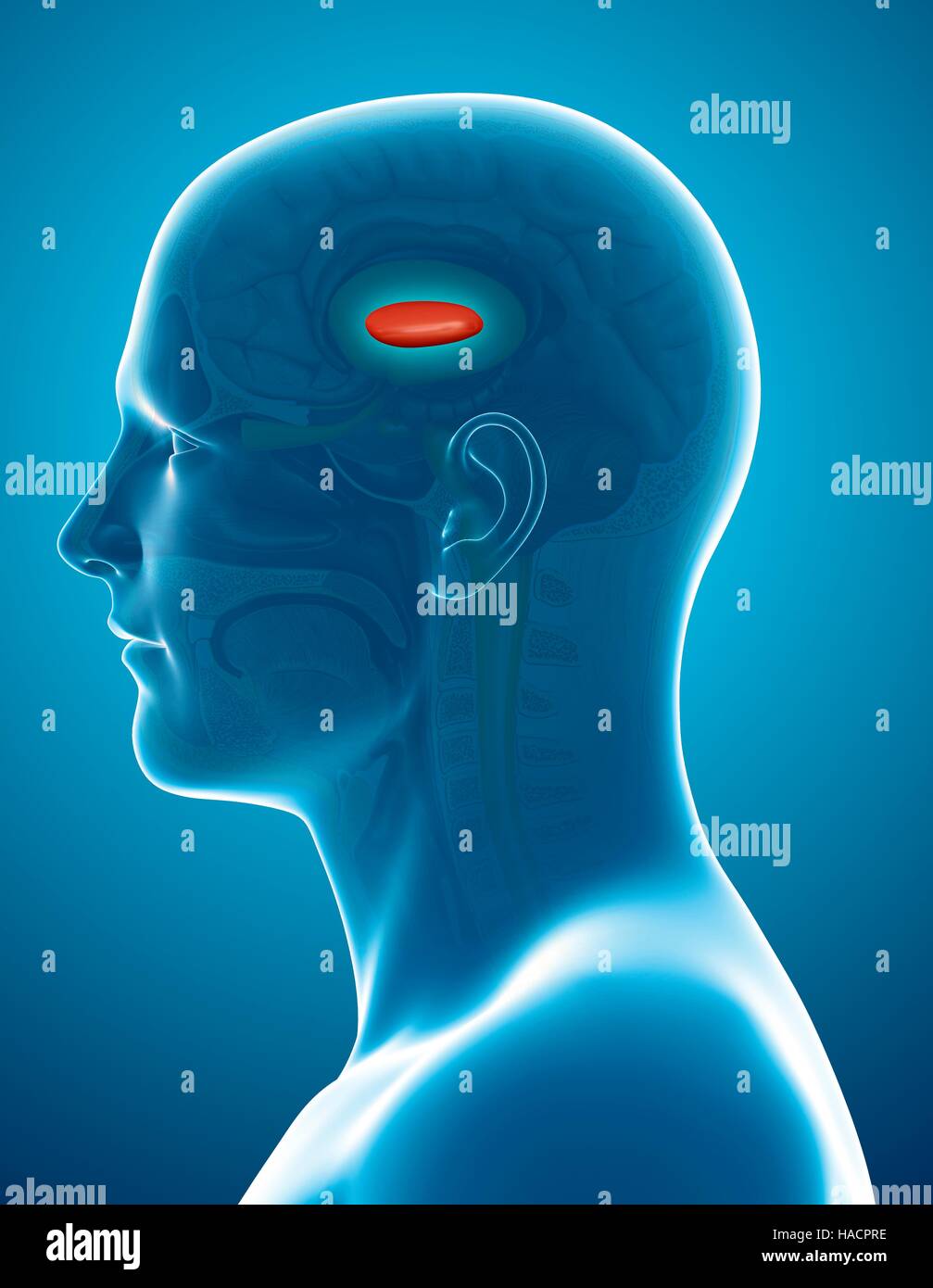 Internal structure of the brain hi-res stock photography and images - Alamy