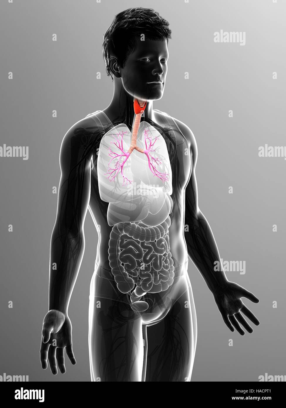 Illustration of male trachea and bronchi Stock Photo - Alamy