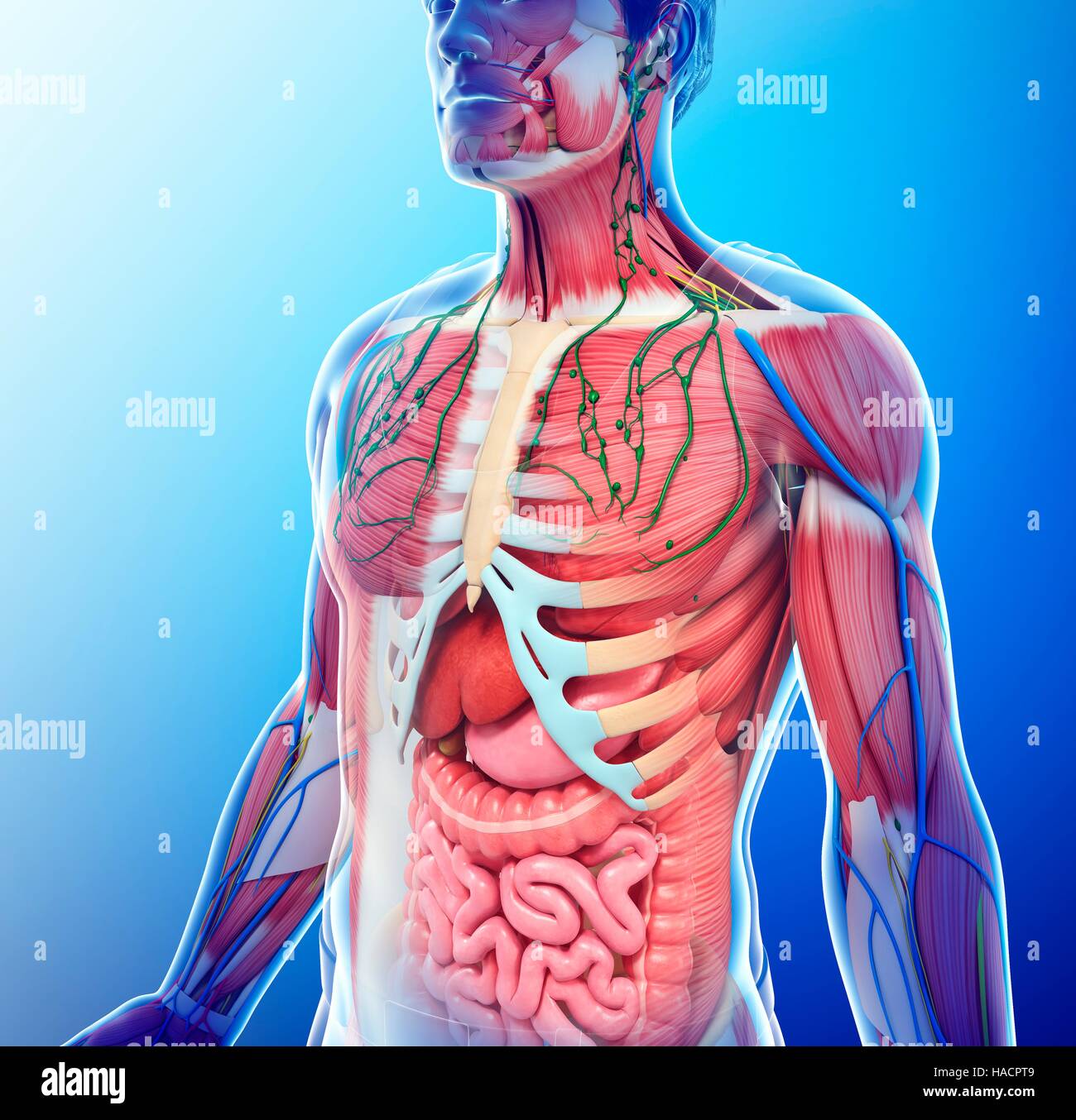 Illustration of male anatomy Stock Photo - Alamy