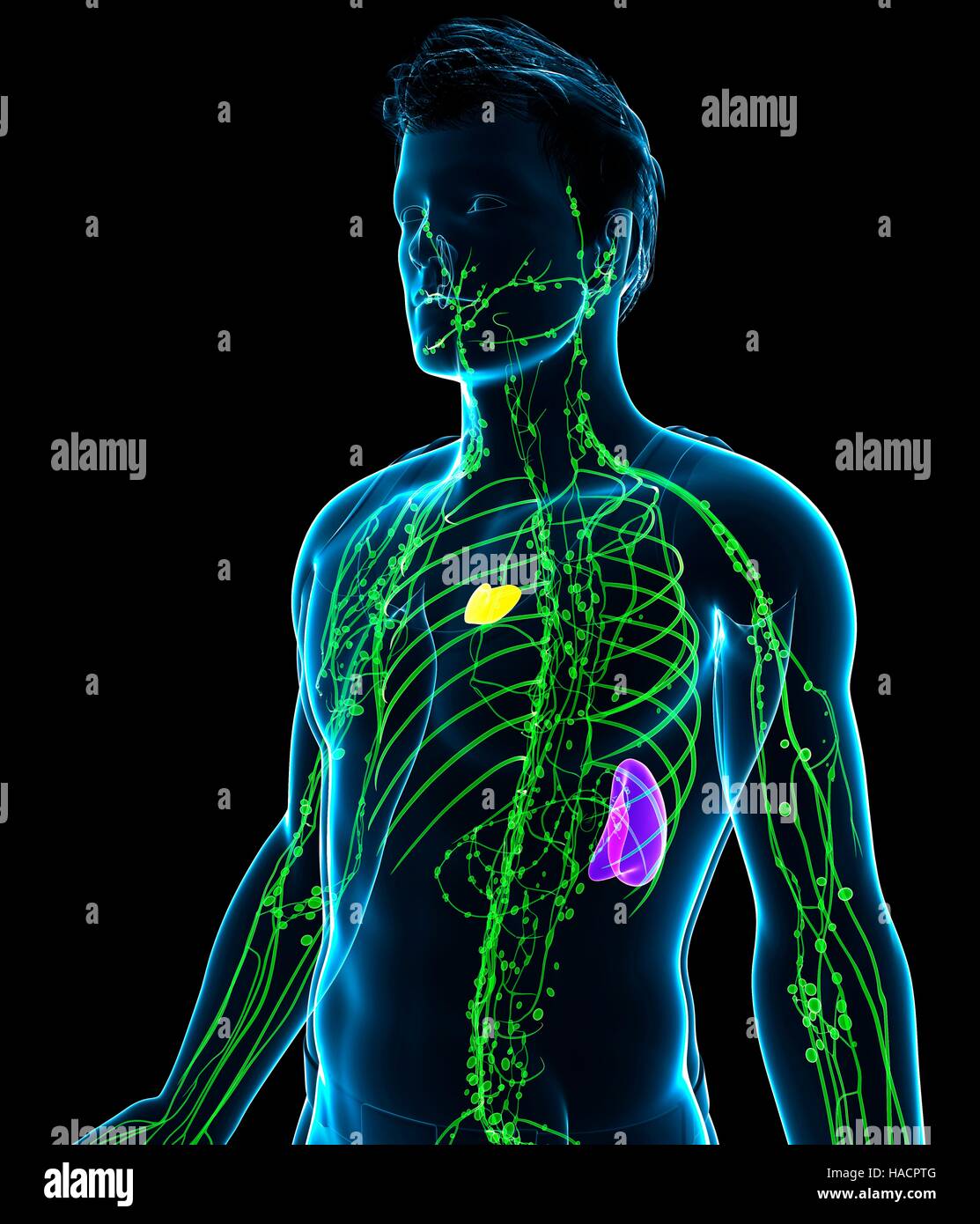 Illustration of male lymphatic system Stock Photo - Alamy