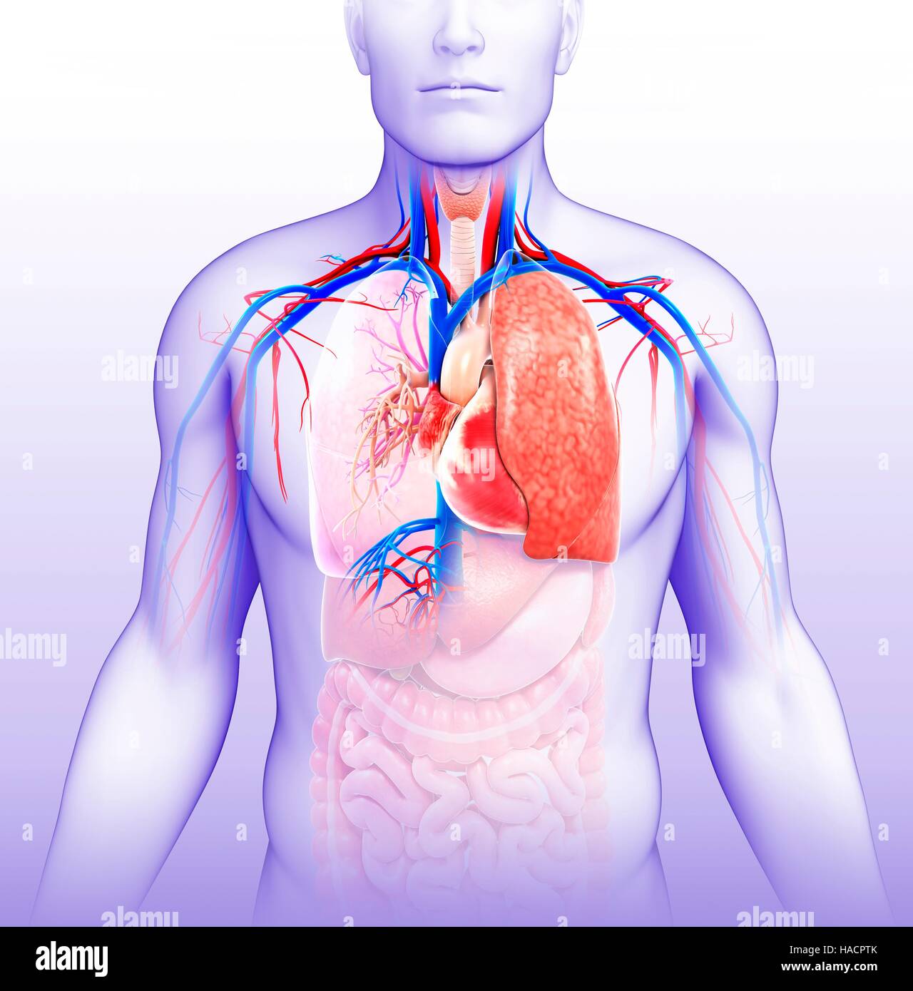 Illustration of male heart-lung system Stock Photo - Alamy