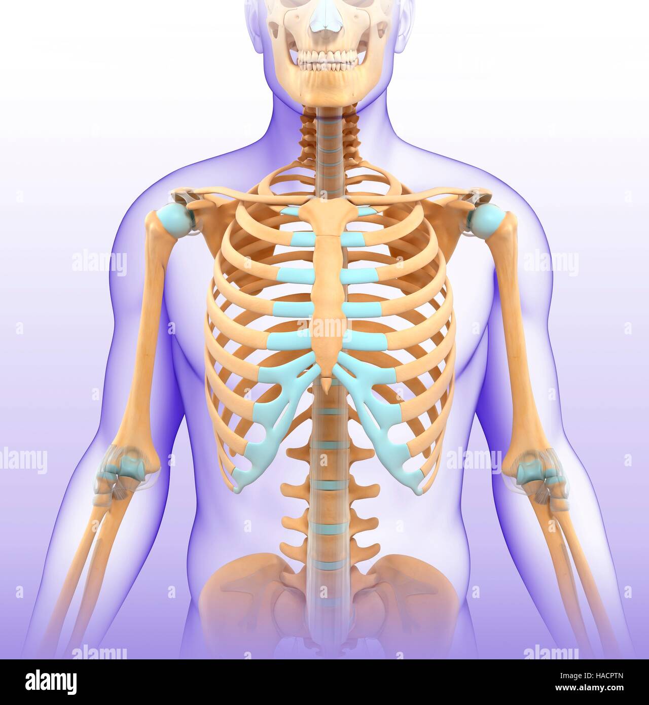 Male skeletal system hi-res stock photography and images - Alamy