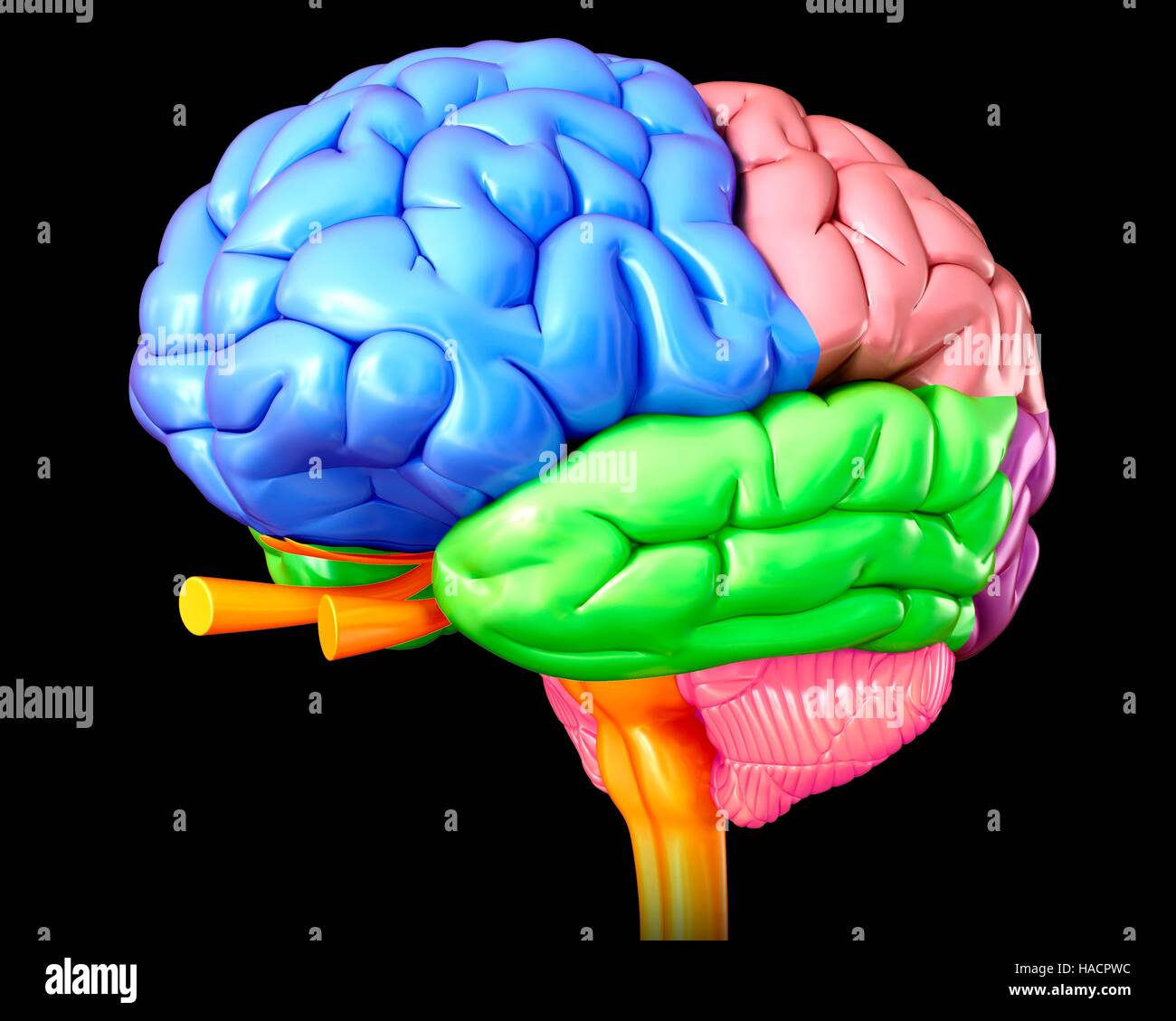 Illustration of human brain anatomy Stock Photo - Alamy
