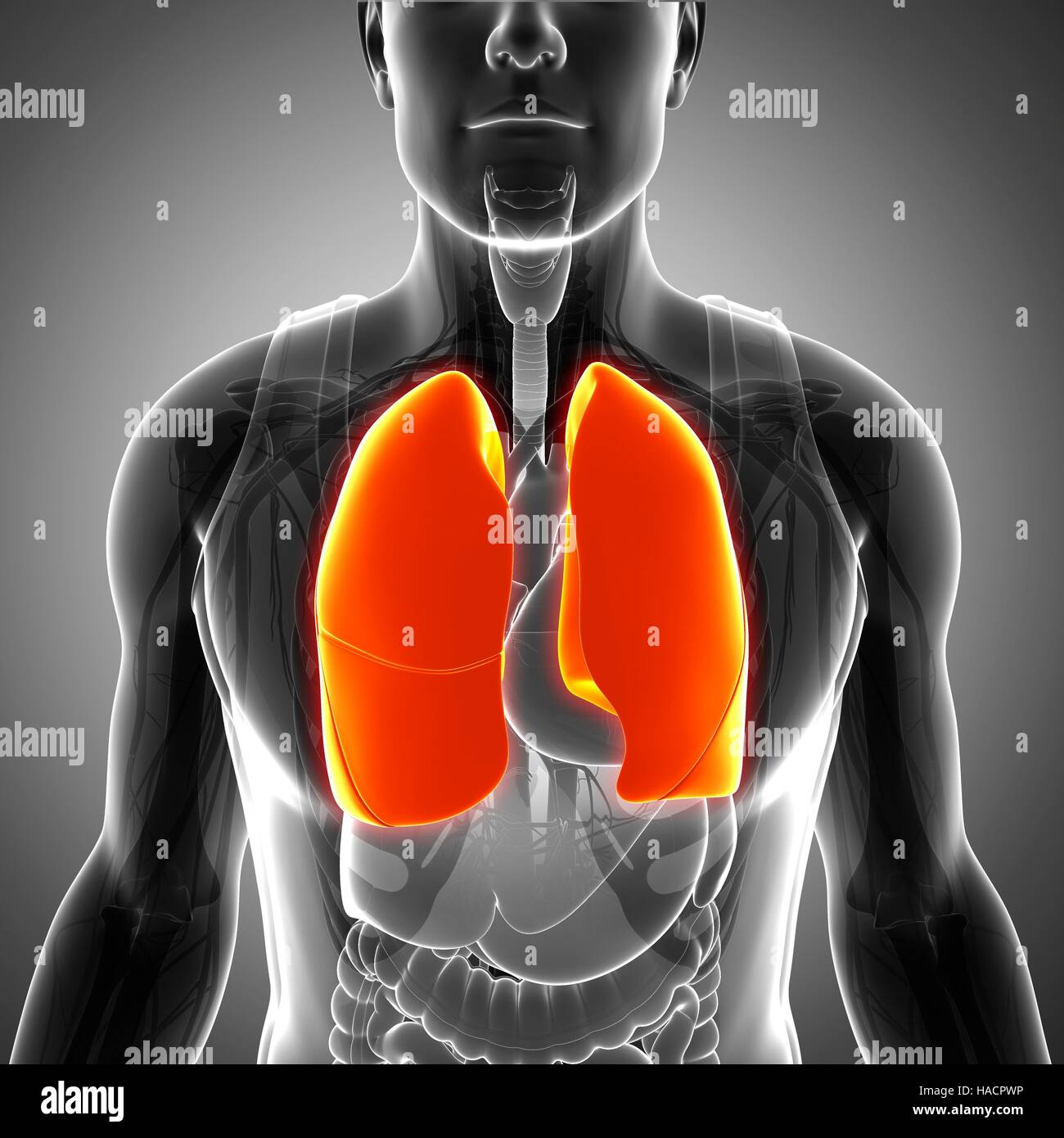 Illustration of male lungs Stock Photo - Alamy
