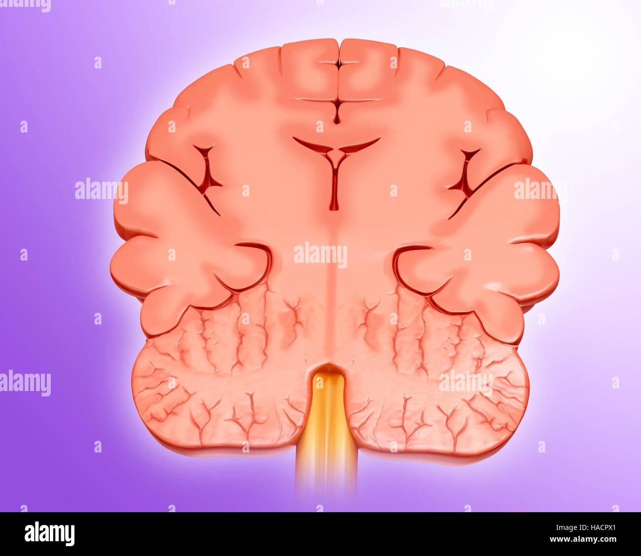 Cross section of the brain hi-res stock photography and images - Alamy