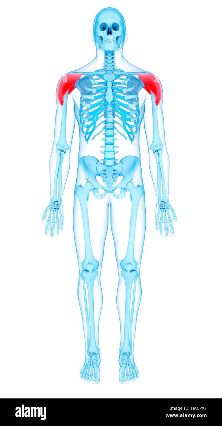 Illustration of the deltoid muscles Stock Photo - Alamy