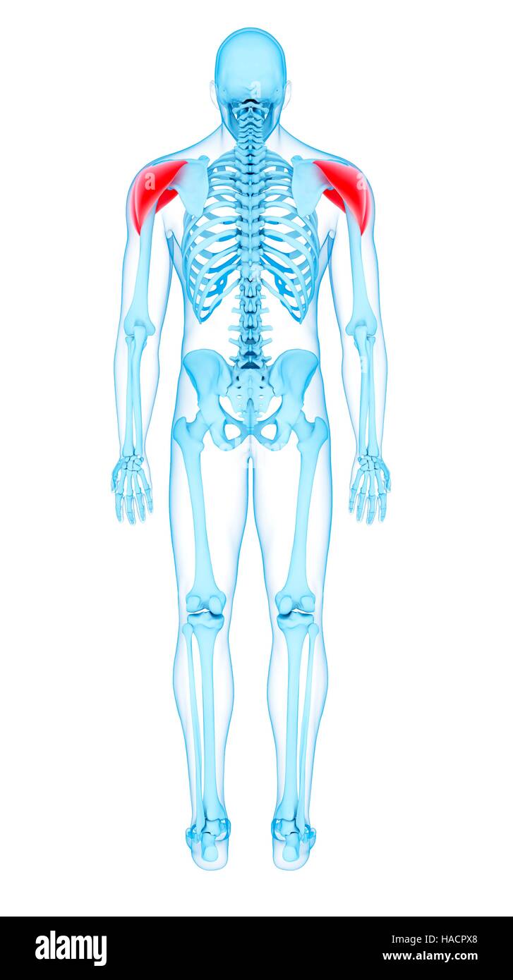 Posterior deltoid hi-res stock photography and images - Alamy