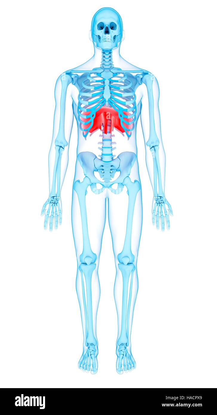 Illustration of the diaphragm Stock Photo - Alamy