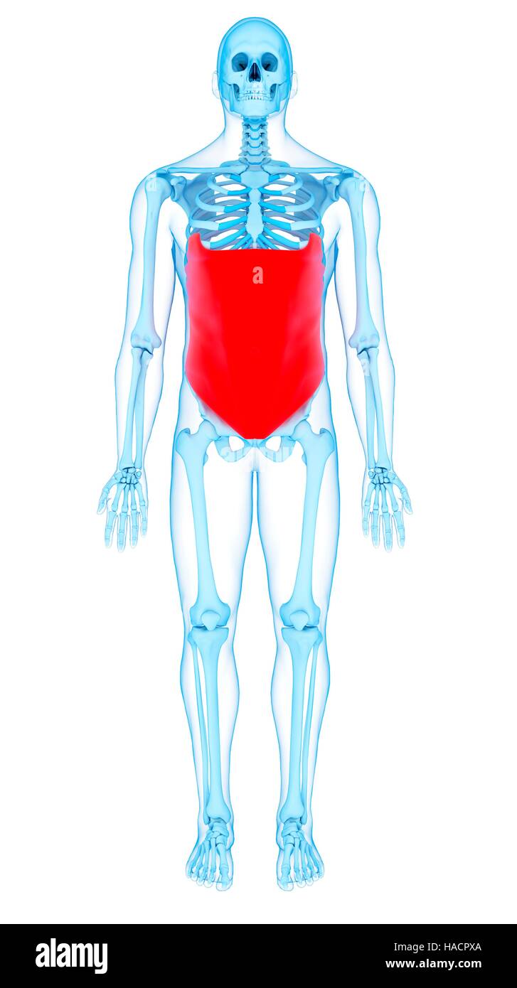 Illustration of the external oblique muscle Stock Photo - Alamy