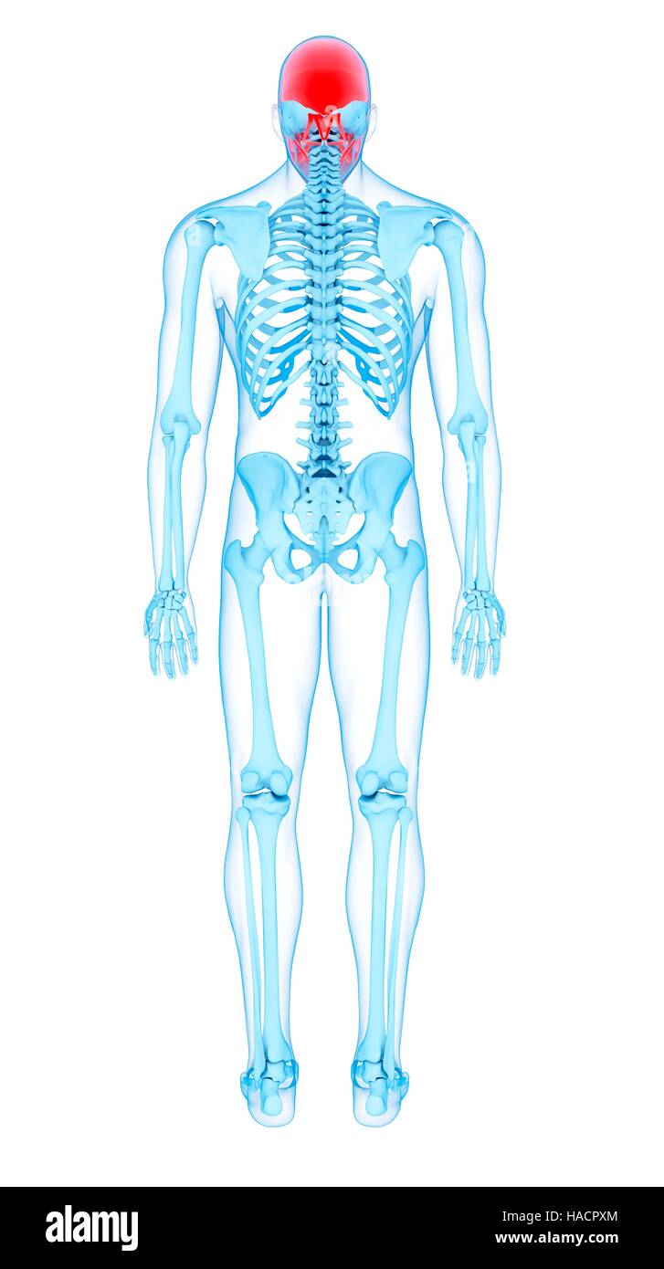 Illustration of the head muscles Stock Photo - Alamy