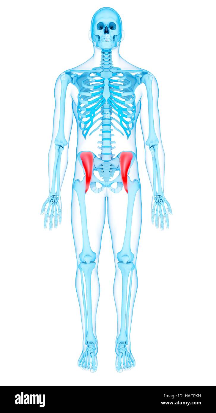 Illustration of the iliacus muscles Stock Photo - Alamy