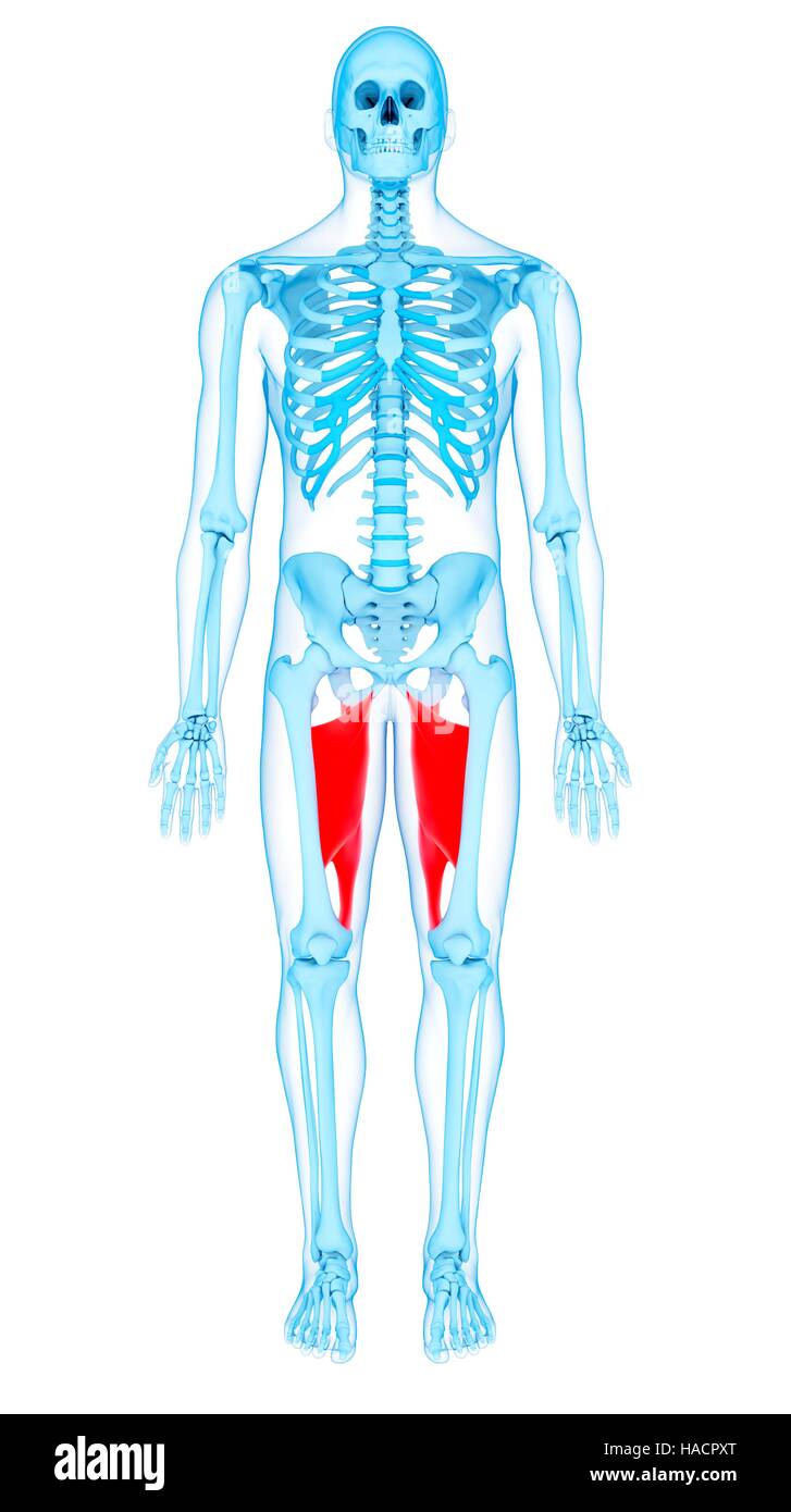 Adductor muscles hi-res stock photography and images - Alamy