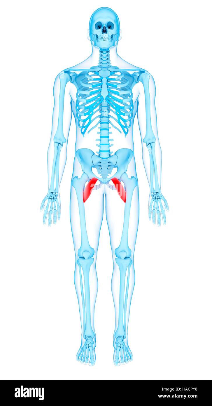 Illustration of the pectineus muscles Stock Photo - Alamy
