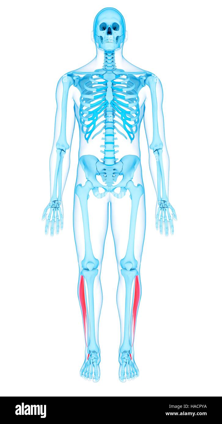 Illustration of the peroneus longus muscles Stock Photo - Alamy