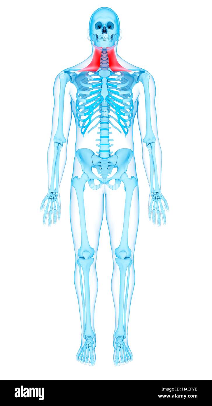 Illustration of the platysma muscles Stock Photo - Alamy