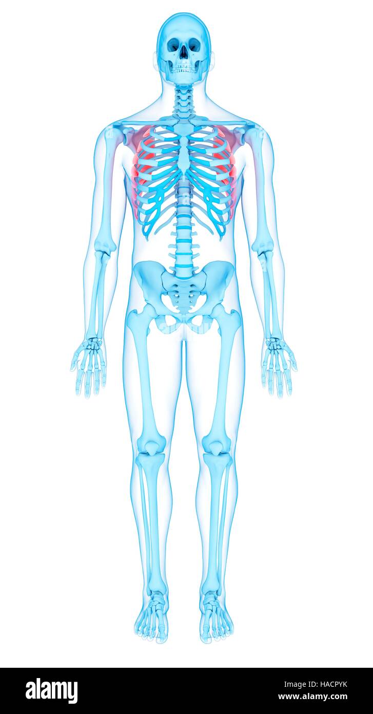 Illustration of the serratus anterior muscles Stock Photo - Alamy
