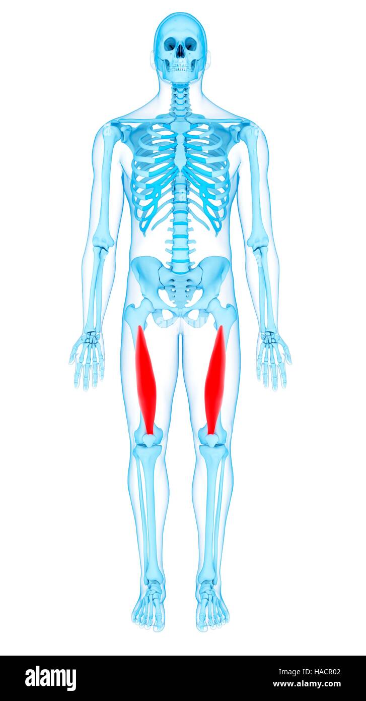 Vastus Intermedius Muscle High Resolution Stock Photography and Images ...