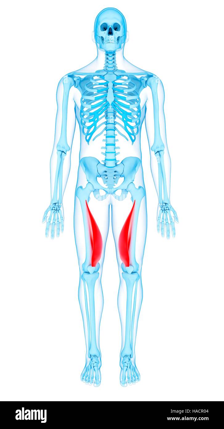 Illustration of the vastus medialis muscles Stock Photo - Alamy