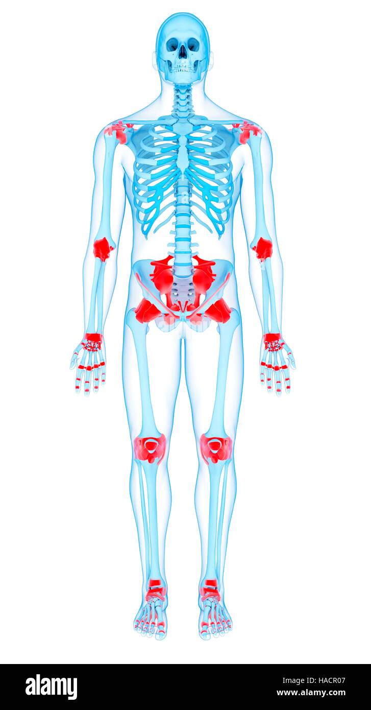Illustration of the human ligaments Stock Photo - Alamy
