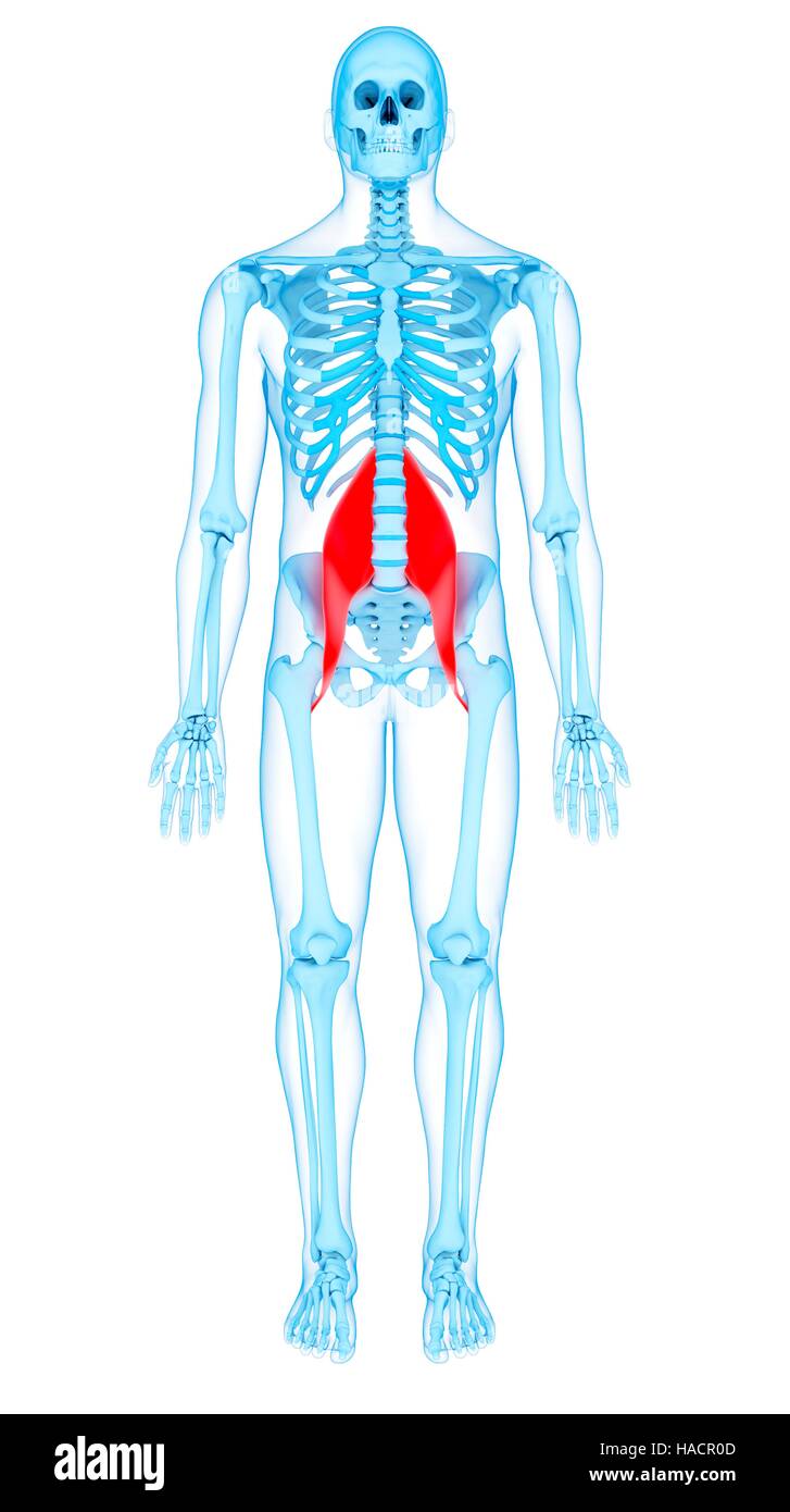 Illustration of the psoas major muscles Stock Photo - Alamy Illustration of the psoas major muscles Stock Photo - Alamy