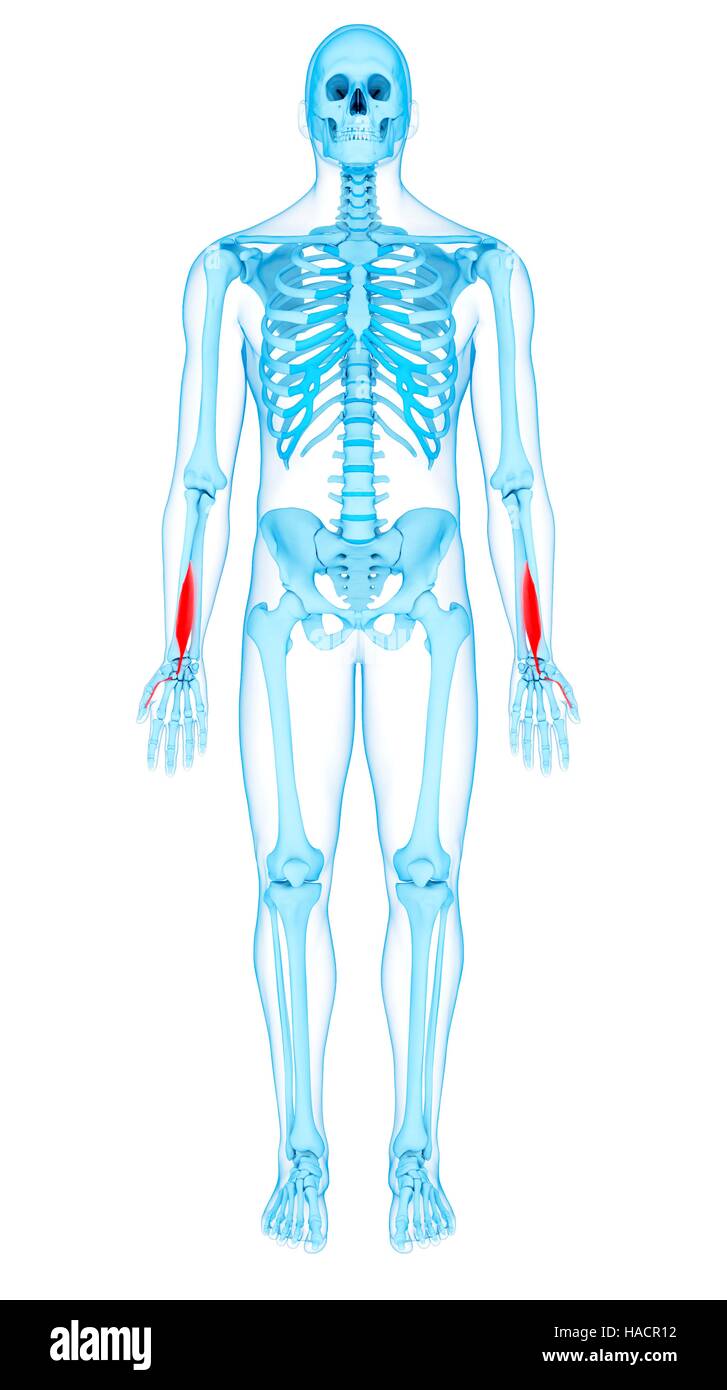 Illustration of the flexor pollicis longus muscles Stock Photo - Alamy