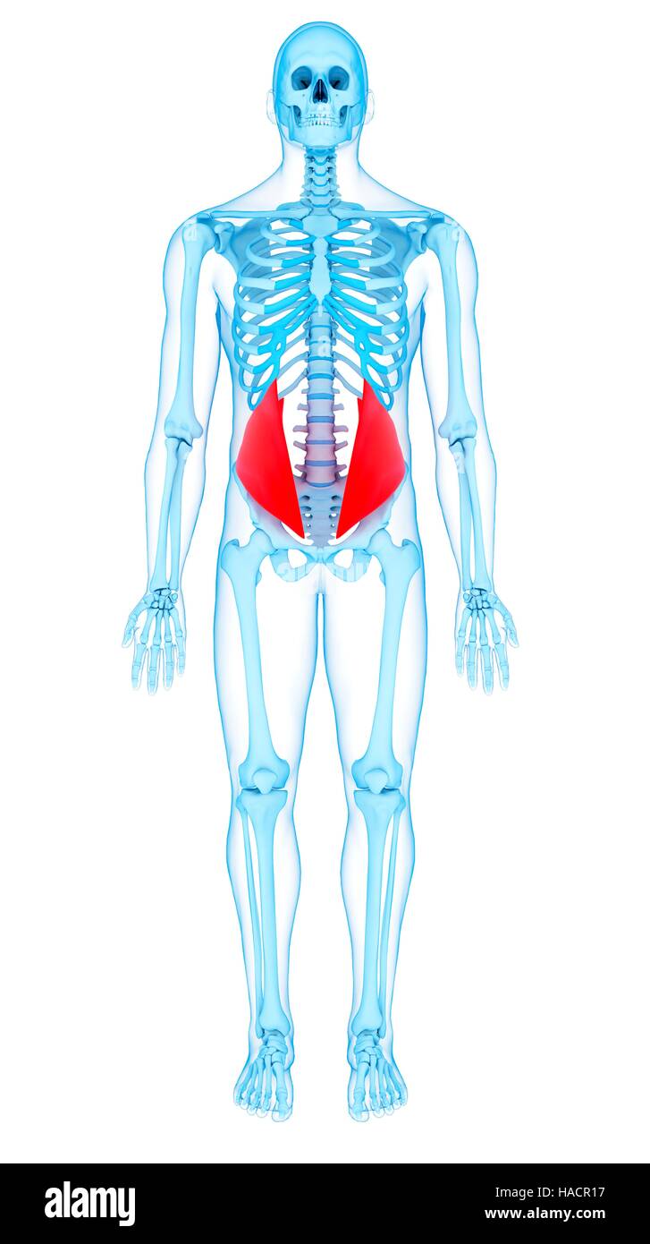Illustration of the internal oblique muscles Stock Photo - Alamy