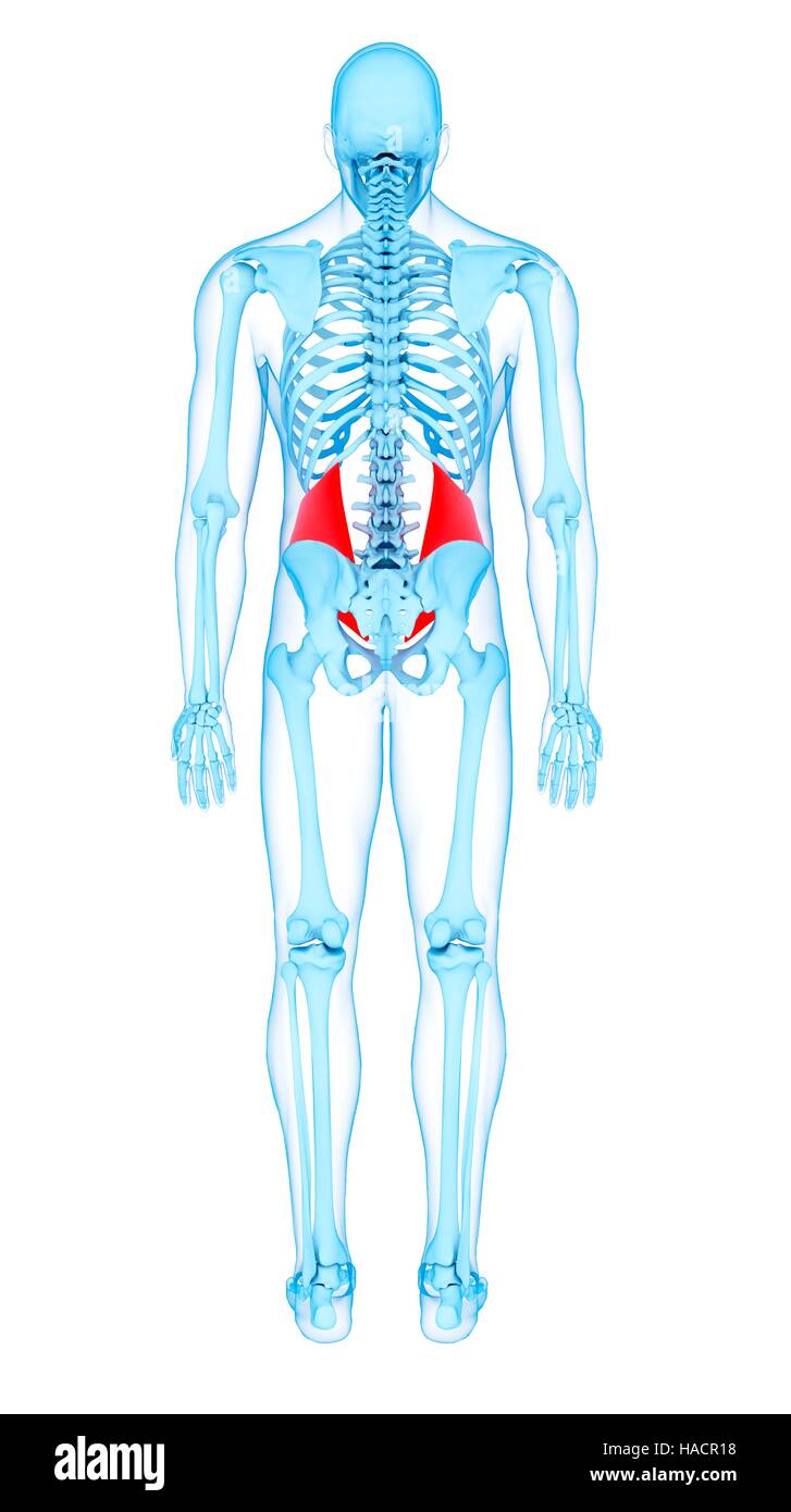 Illustration of the internal oblique muscles Stock Photo - Alamy