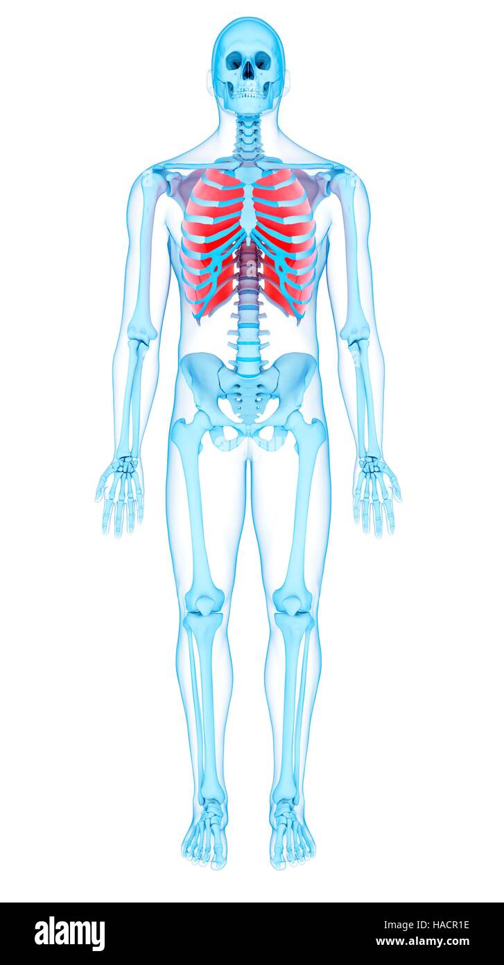 Illustration of the outer intercostals muscles Stock Photo - Alamy