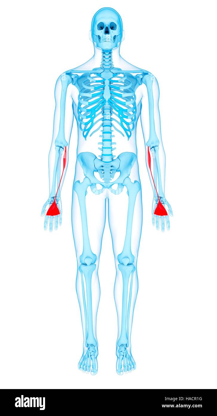 Illustration of the palmaris longus muscles Stock Photo - Alamy