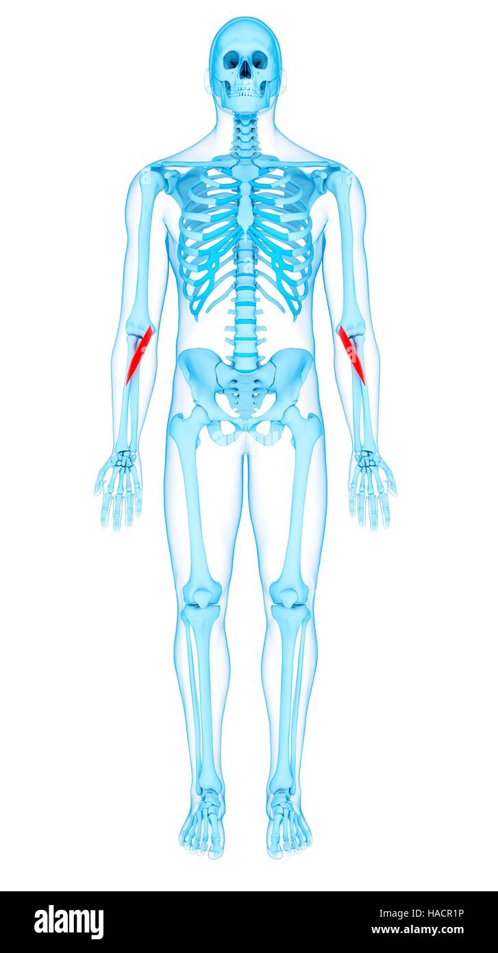 Illustration of the pronator teres muscles Stock Photo - Alamy