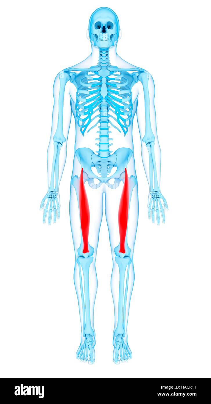 Rectus femoris hi-res stock photography and images - Alamy