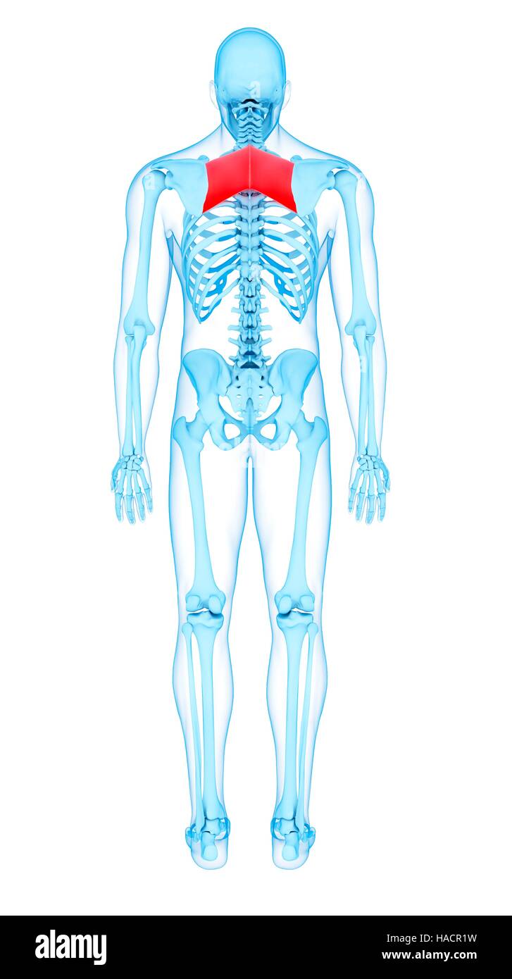 Illustration of the rhomboid major muscles Stock Photo - Alamy