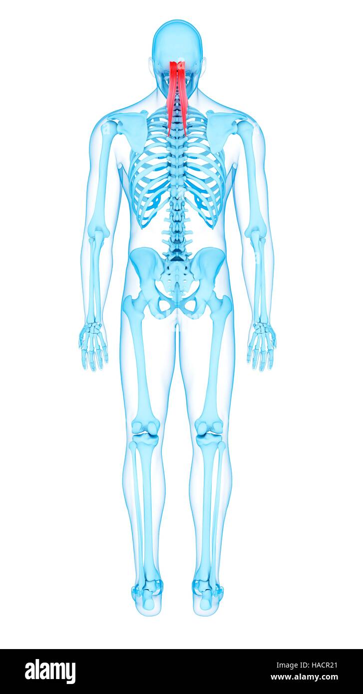 Illustration of the semispinalis capitis muscles Stock Photo - Alamy