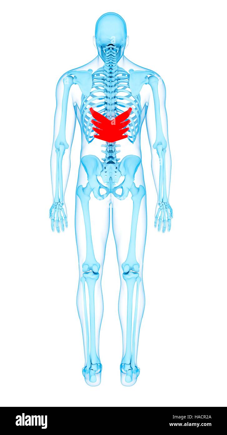 Illustration of the serratus posterior inferior muscles Stock Photo - Alamy