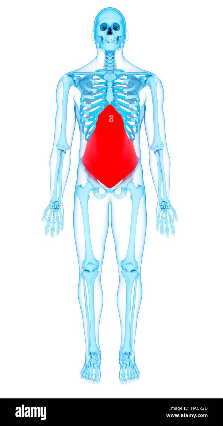 Transversus abdominis muscle hi-res stock photography and images - Alamy