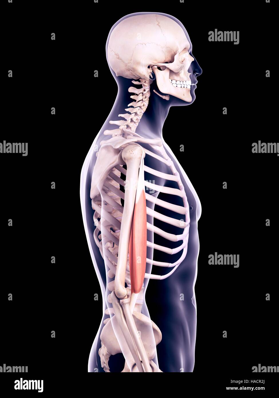 Illustration of the biceps muscle Stock Photo - Alamy