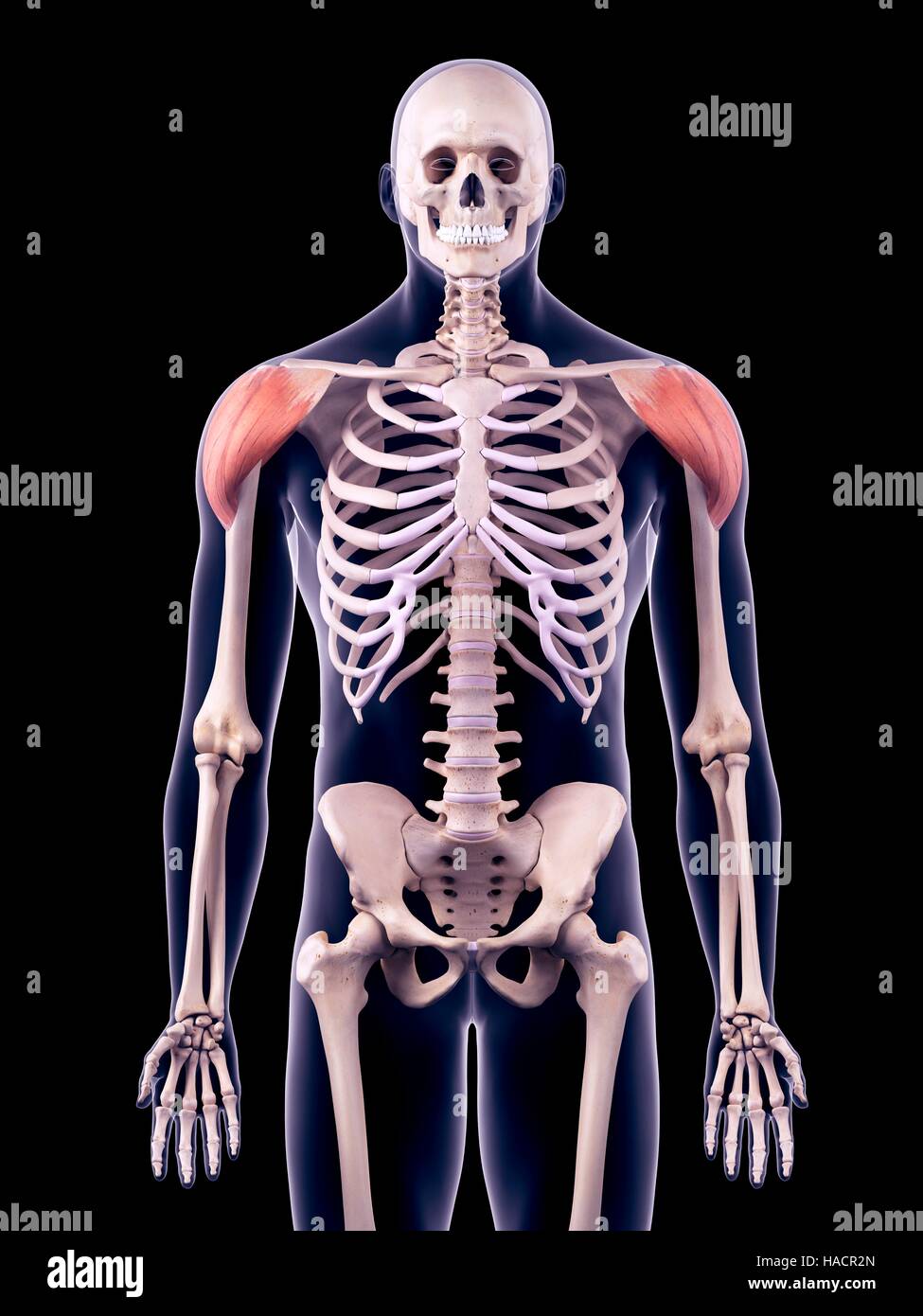 Illustration of the deltoid muscles Stock Photo - Alamy