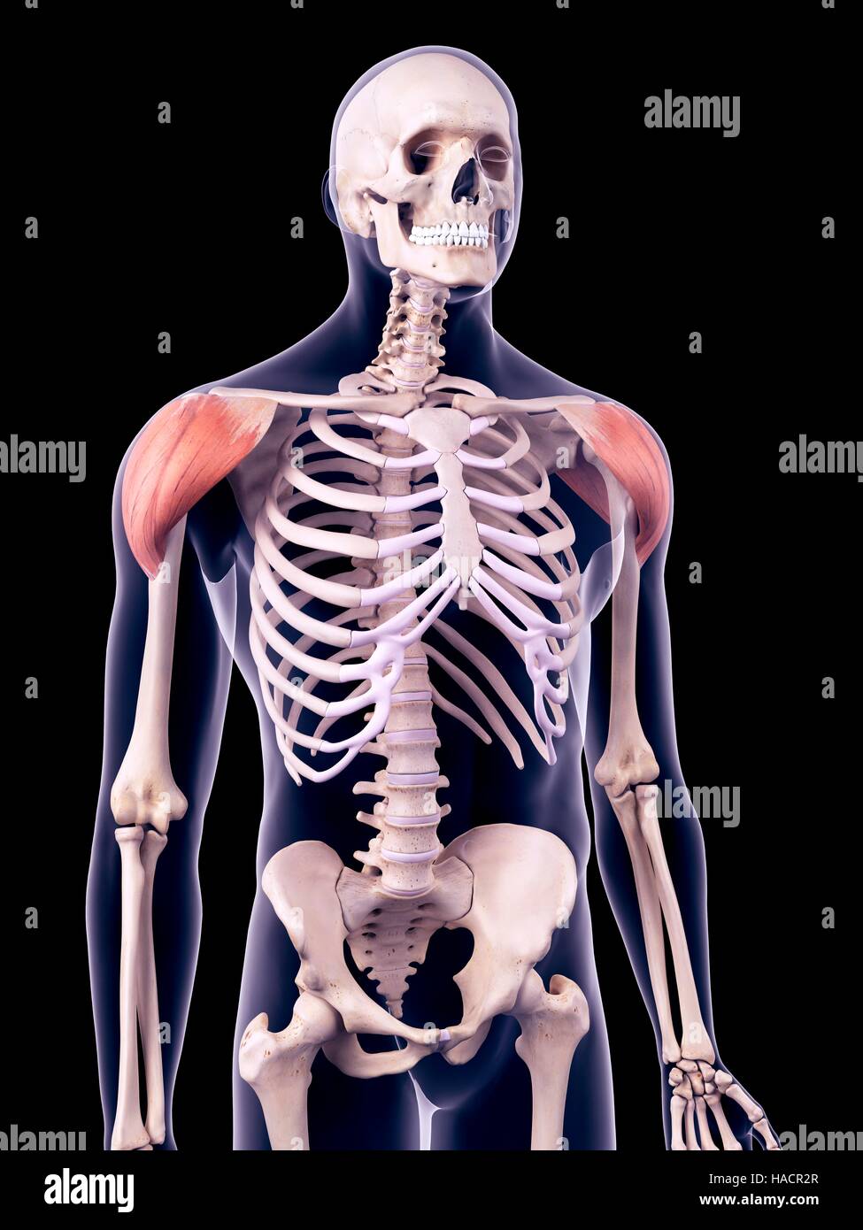 Posterior deltoid hi-res stock photography and images - Alamy