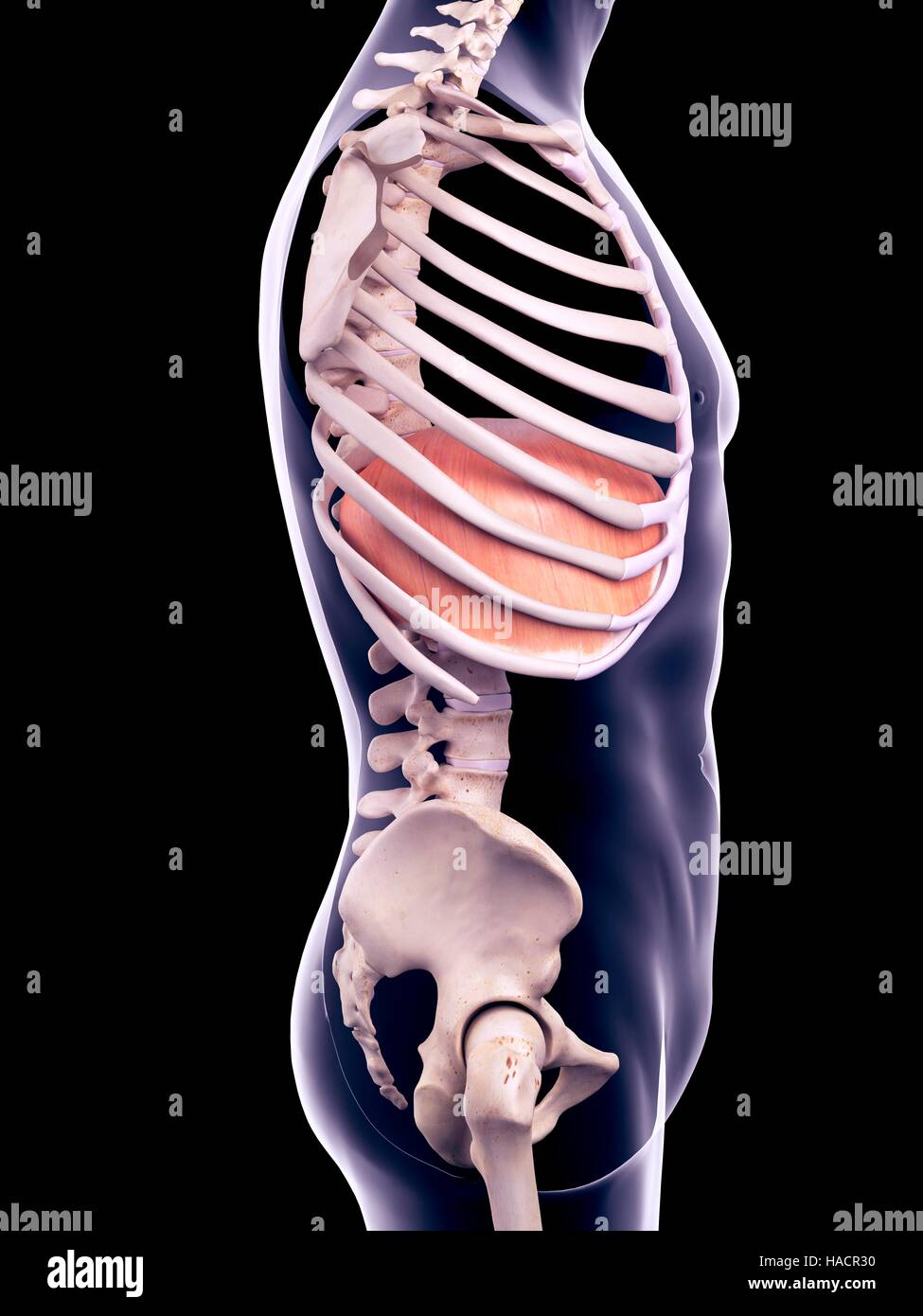 Illustration of the diaphragm Stock Photo - Alamy