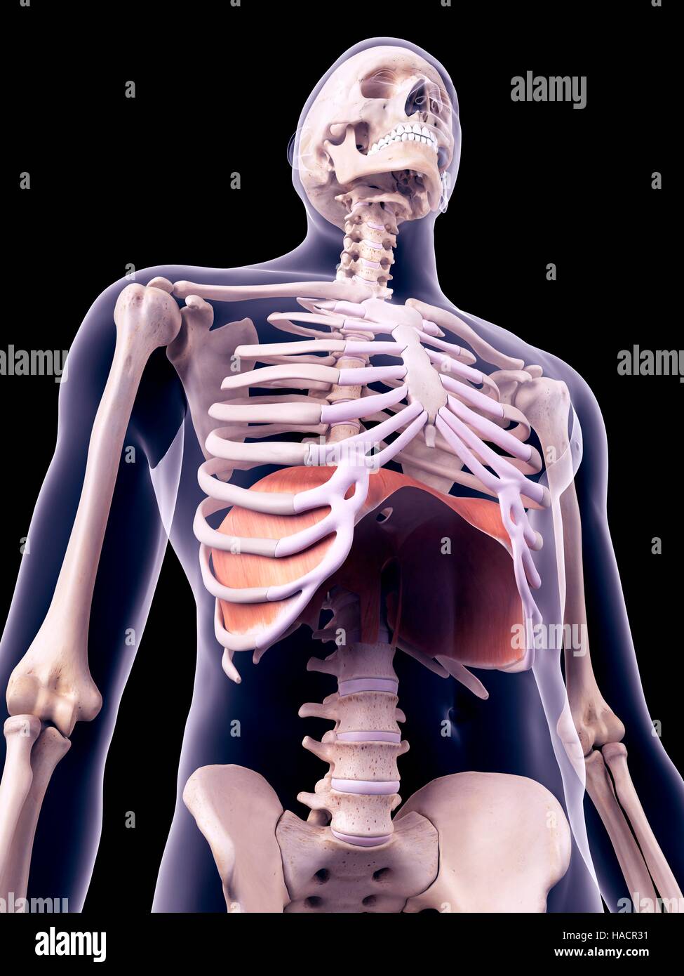 Illustration of the diaphragm Stock Photo - Alamy
