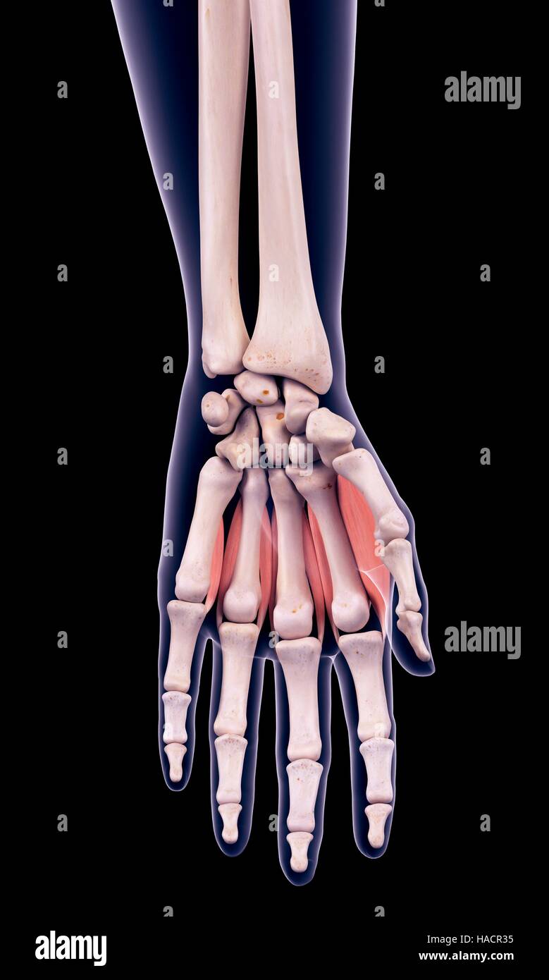 Interosseous muscles hi-res stock photography and images - Alamy